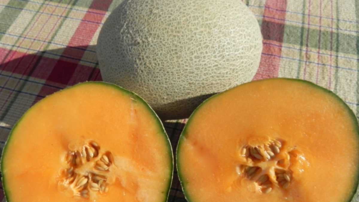 New seed varieties offered this spring thanks to UNH