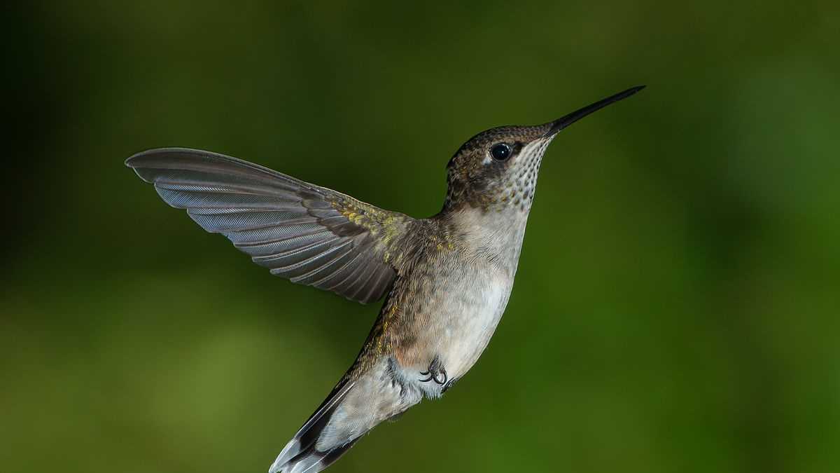The hummingbirds are back