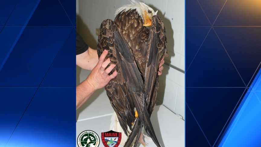 Bald eagle found dead in April was shot and killed