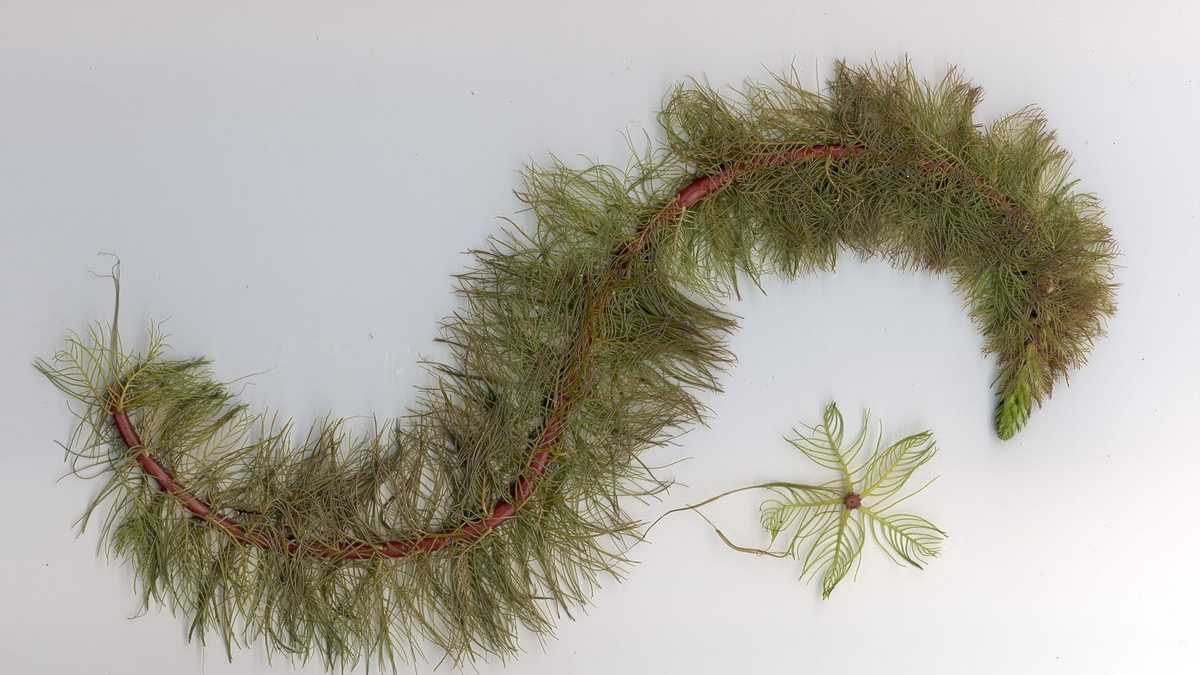 New Hampshire has 71 water bodies with variable milfoil