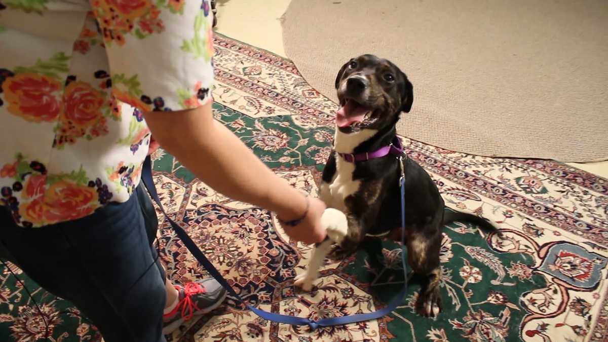 Adopt This Pet: Trouble