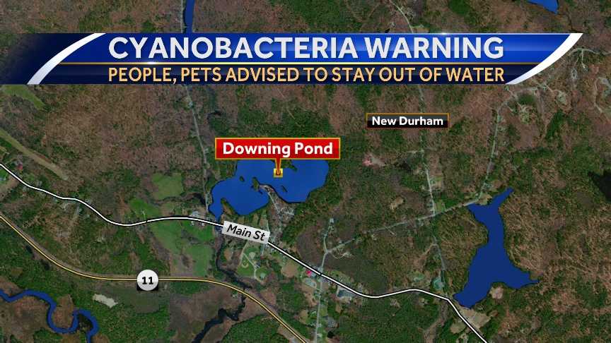 Toxic blue-green algae detected in New Durham pond