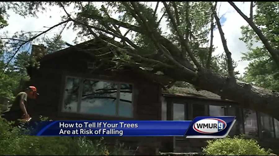 Local arborist offers safety tips to avoid falling trees