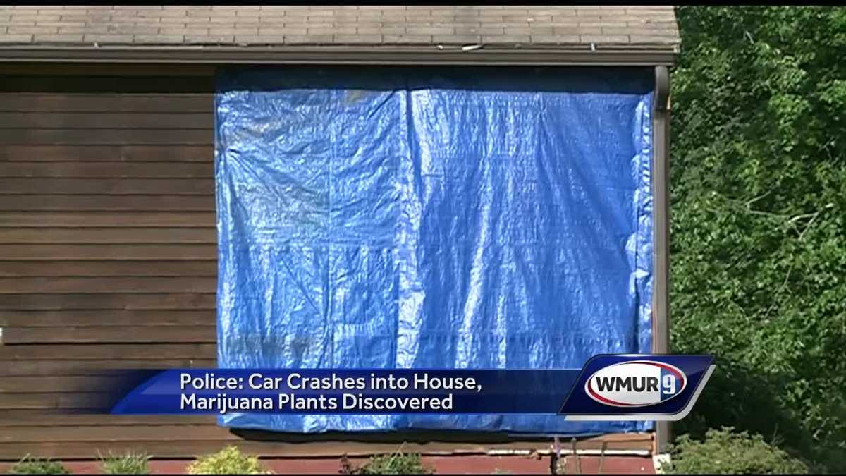 Marijuana operation found after man crashes into neighbor's home ...