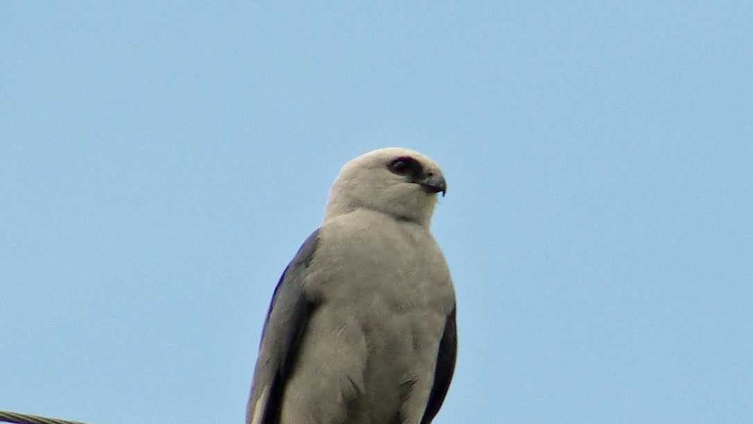 Mississippi kite chick spotted in Newmarket
