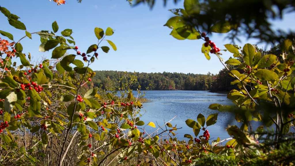 Pawtuckaway has blueberry islands