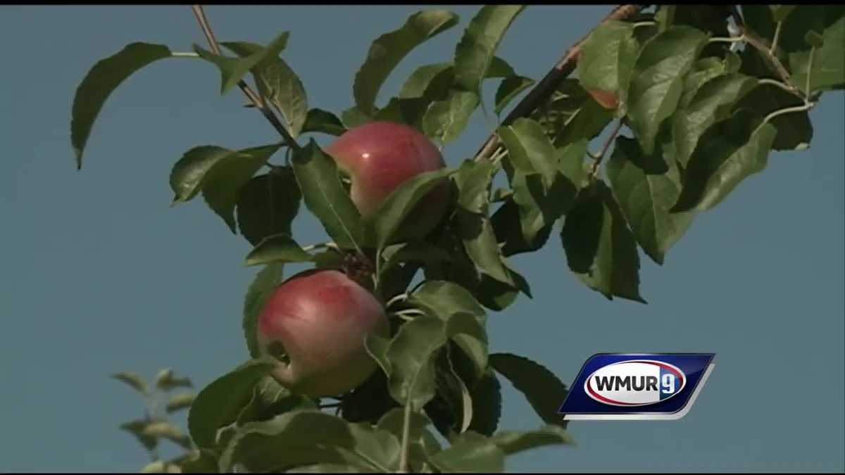 Drought makes for smaller apples than usual