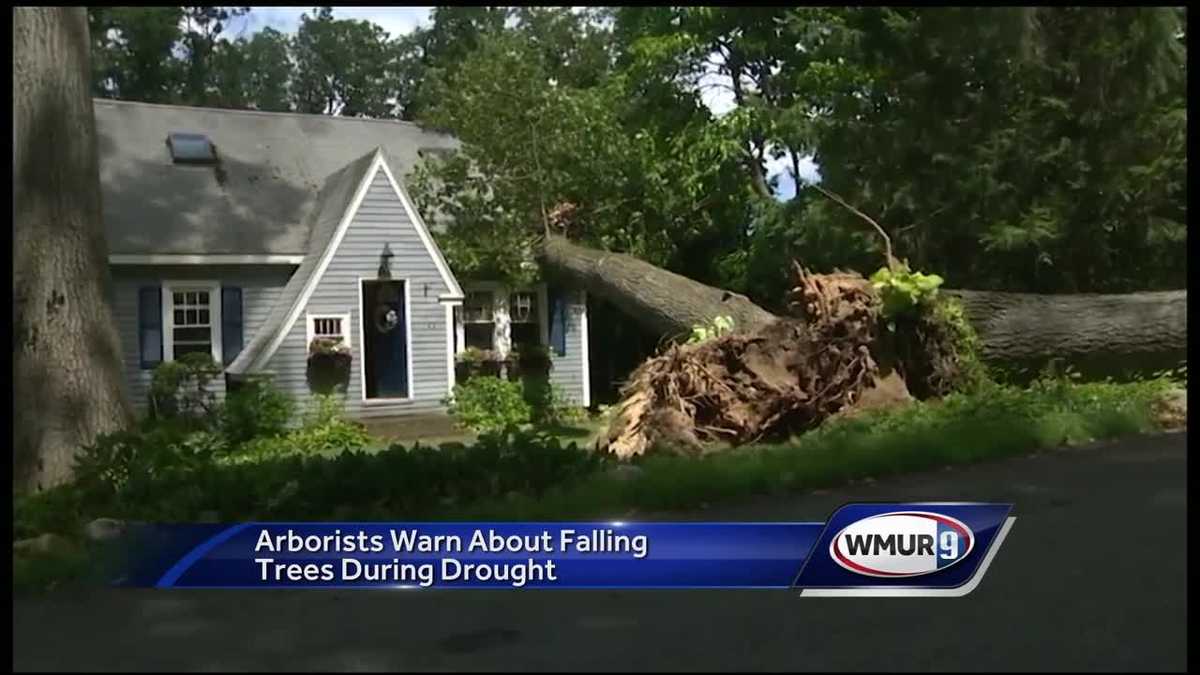 Drought increases danger of falling trees in New England