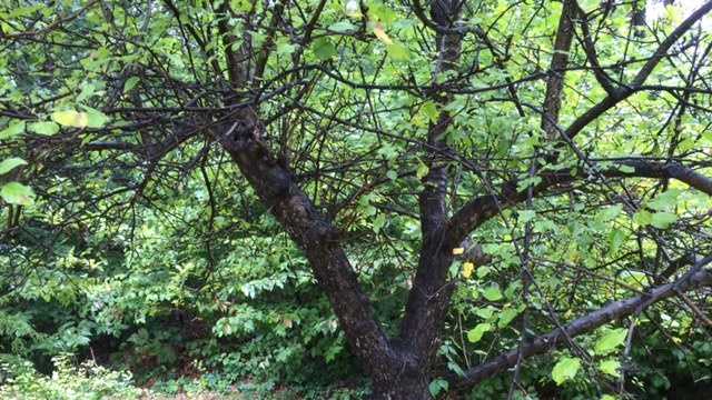 Wonder what variety of apple grows on that gnarly tree in the pasture?