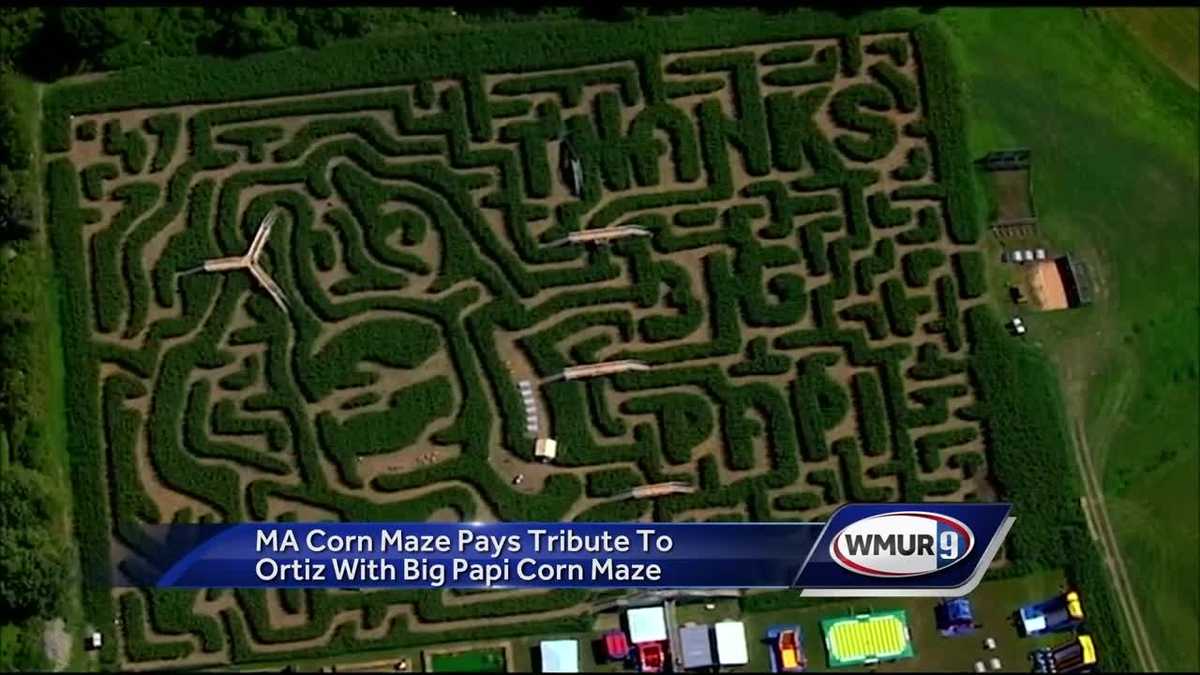David Ortiz immortalized in corn maze