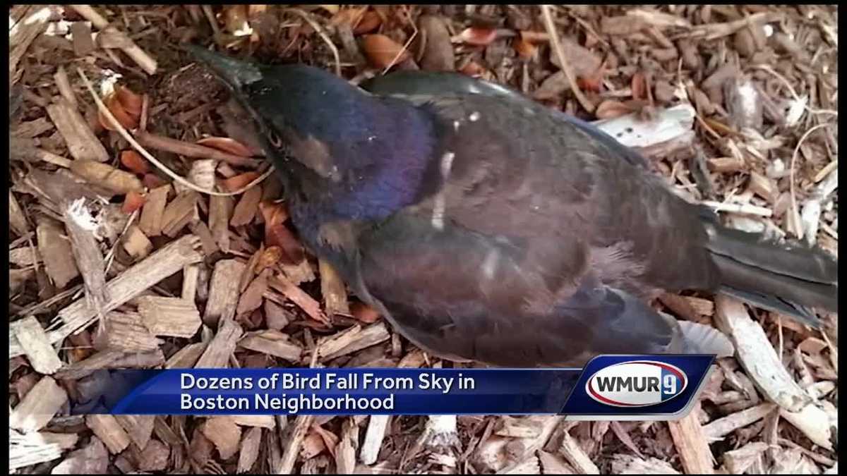 Dozens of dead birds fall from the sky over Dorchester