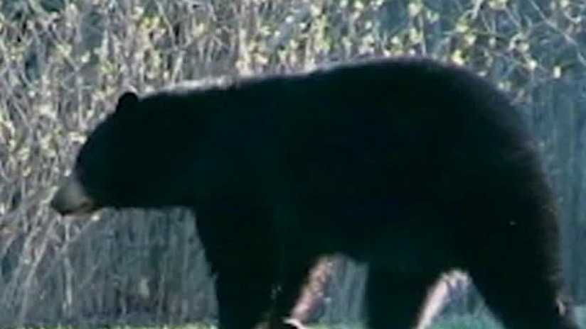NH bear hunting season off to 'average' start
