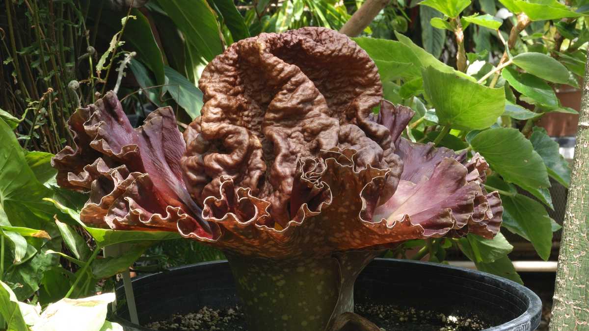 Hold your nose: Pungent 'corpse flower' set to bloom in NH