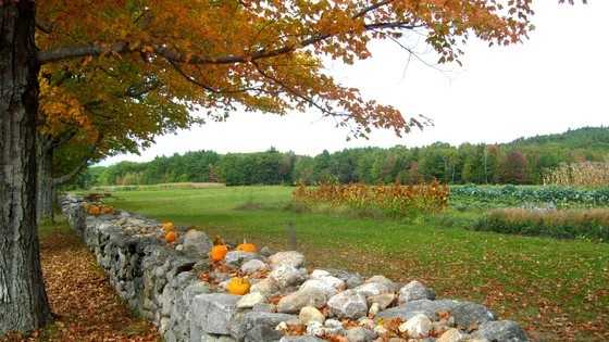 Take a guided tour of a 200-acre forest during Muster Field Farm's ...