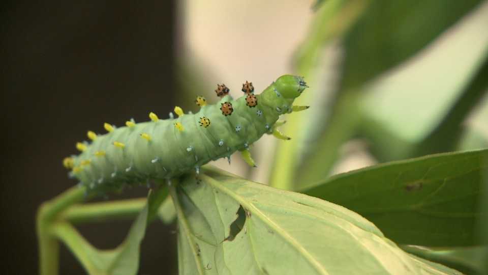 Thursday, October 6th: The Caterpillar Lab