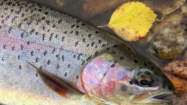 NH lakes and ponds stocked with trout