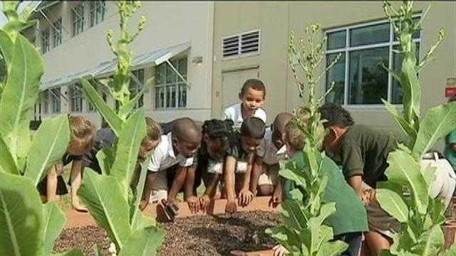 Images: Pine Jog Elementary