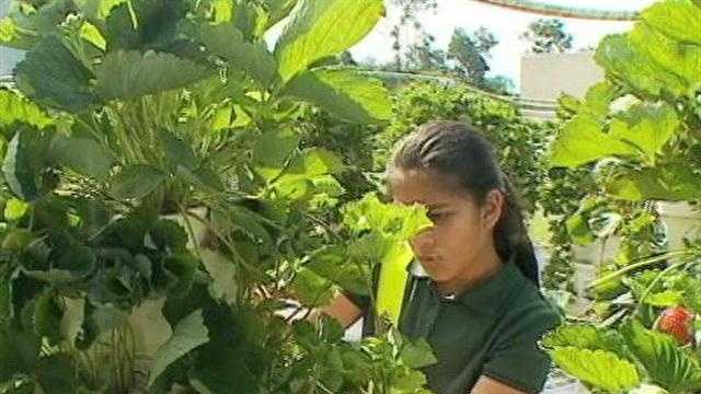 Images: Pine Jog Elementary