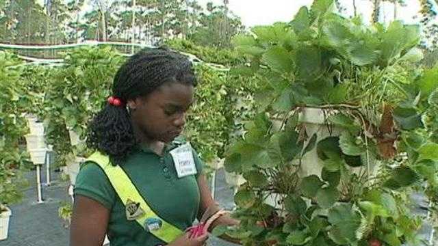 Images: Pine Jog Elementary