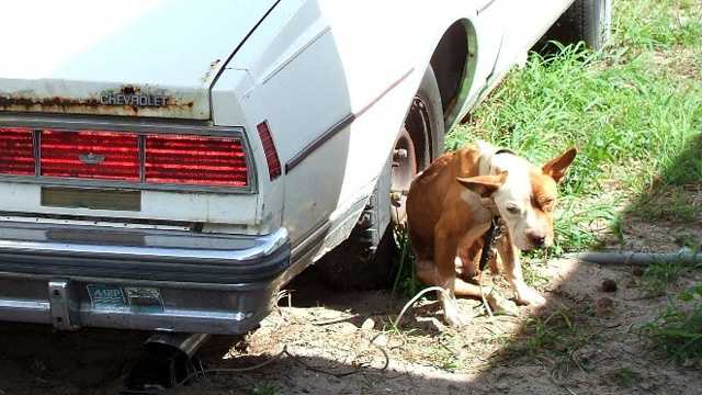 Woman, son due in court after dog found 'filthy, flea-infested'