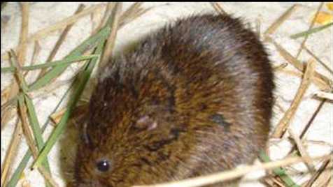 Images: See Florida's endangered species