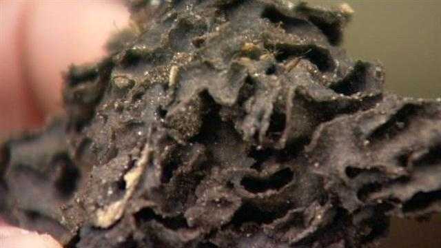 Caribbean termites invade South Florida