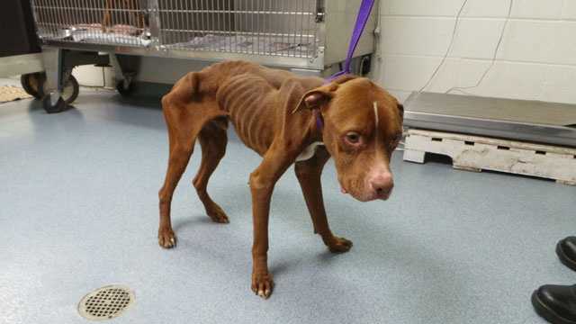 Woman arrested after pit bull found dead in utility shed