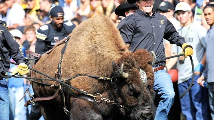 10 great mascots