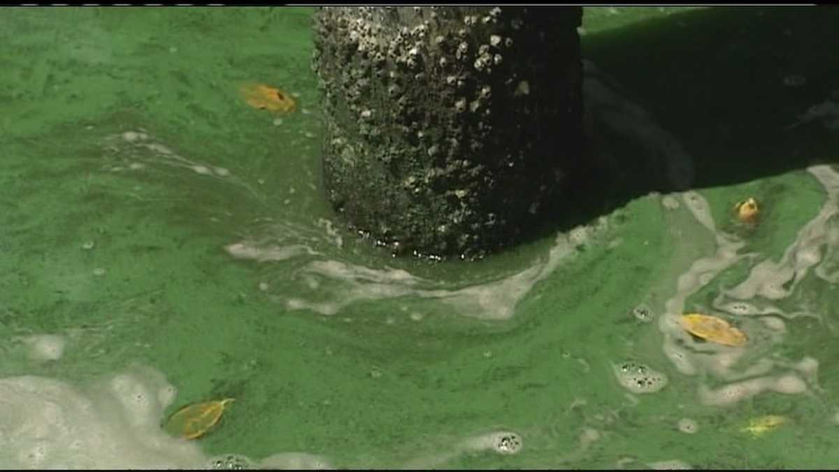Potentially toxic algae found in St. Lucie River Potentially toxic algae found in St. Lucie River