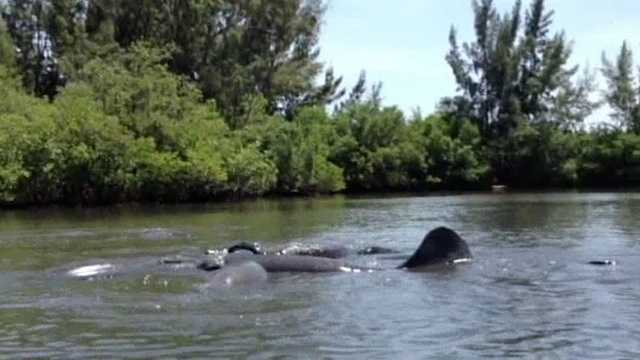 Manatees make migration to South Florida