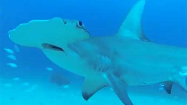 Caught On Video: Local dive instructor comes feet from hammerhead sharks