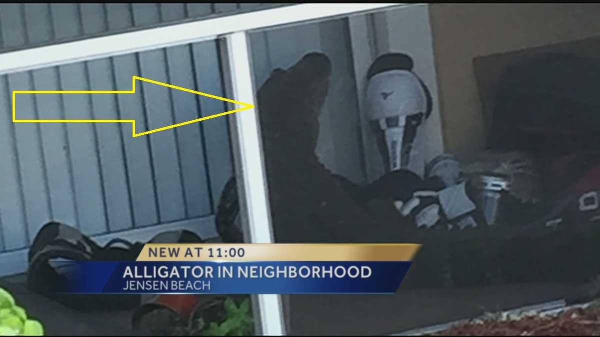 Gator goes for stroll, breaks into screened porch in Jensen Beach
