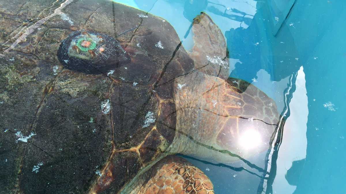 Loggerhead turtle released off Juno Beach