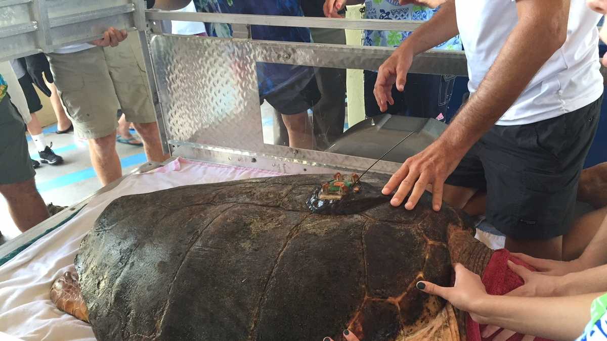 Loggerhead turtle released off Juno Beach