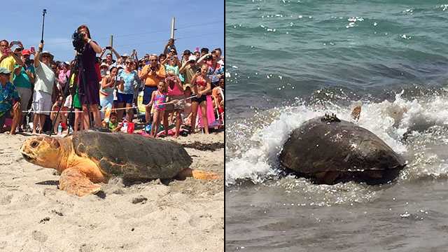 Loggerhead turtle released off Juno Beach