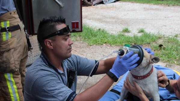 Photos: Dog given oxygen at Wellington fire scene