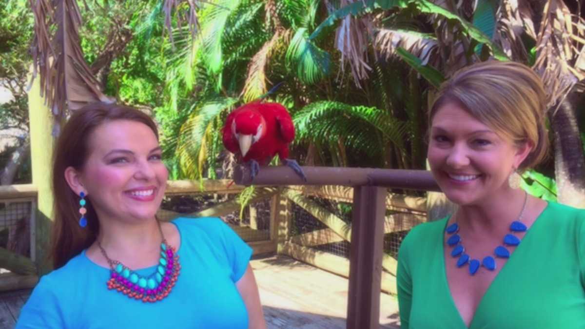 What’s Brewing with Stephanie: Wild edition