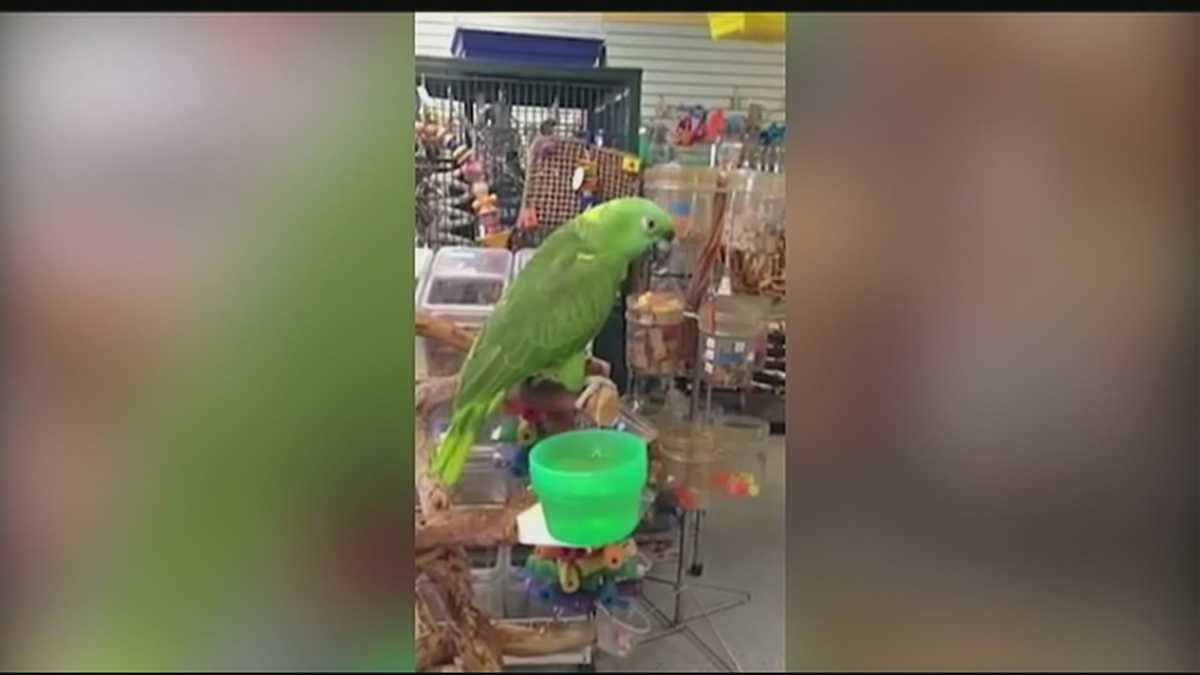 Stuart bird goes viral with stellar singing voice