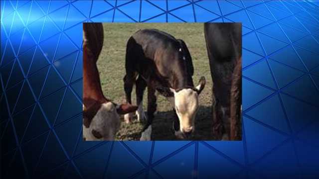 Search on for stolen cows