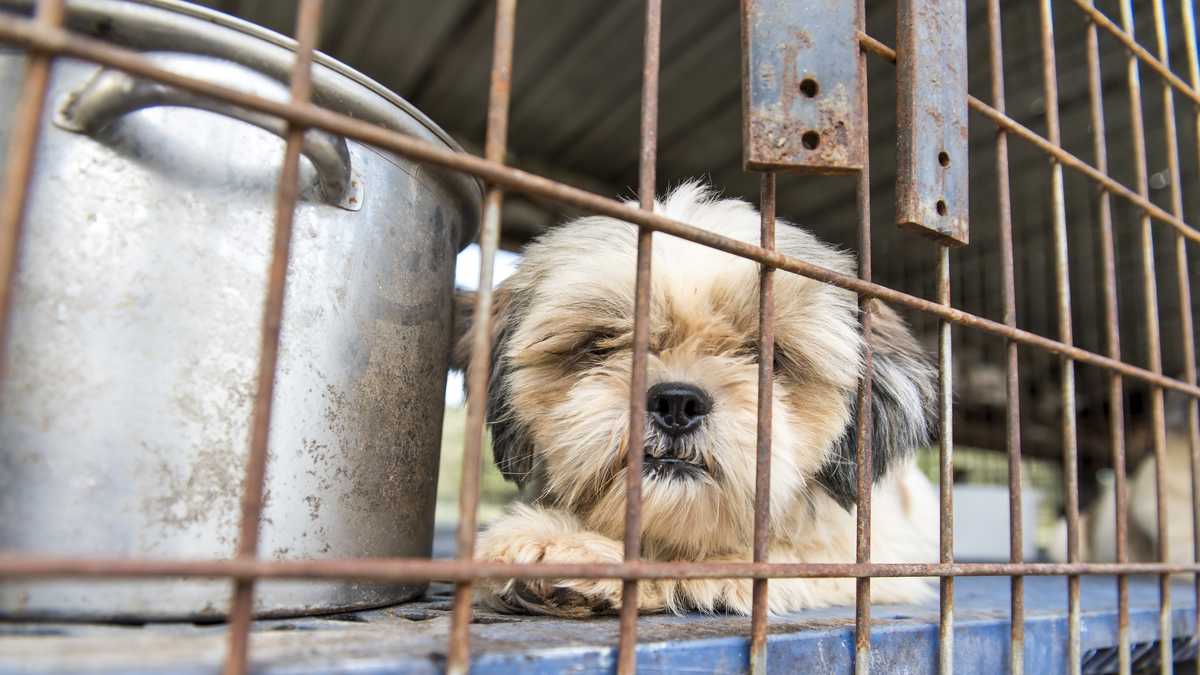 Photos: Dogs seized from unlicensed Florida facility