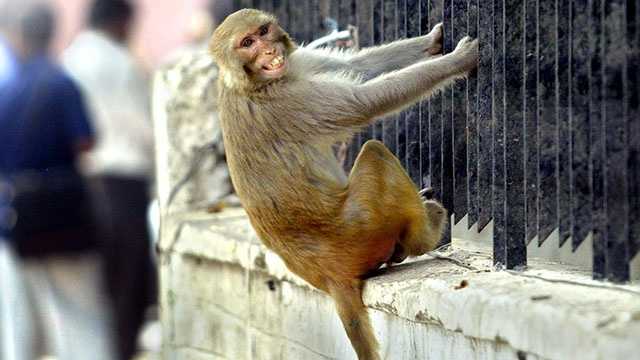 Biologists say monkey population spreading in Florida