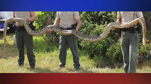 Officer hauls in 16-foot python during Florida Python Challenge