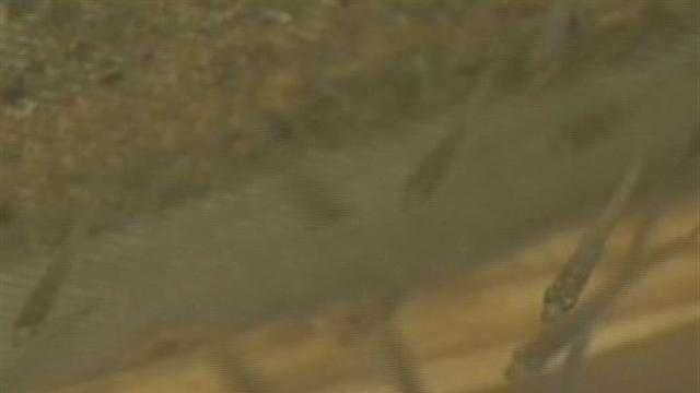 Walleye Stocked In Lake Champlain