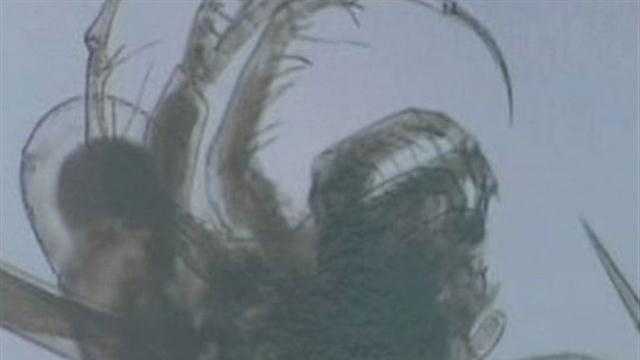 Spiny water flea invades Lake Champlain