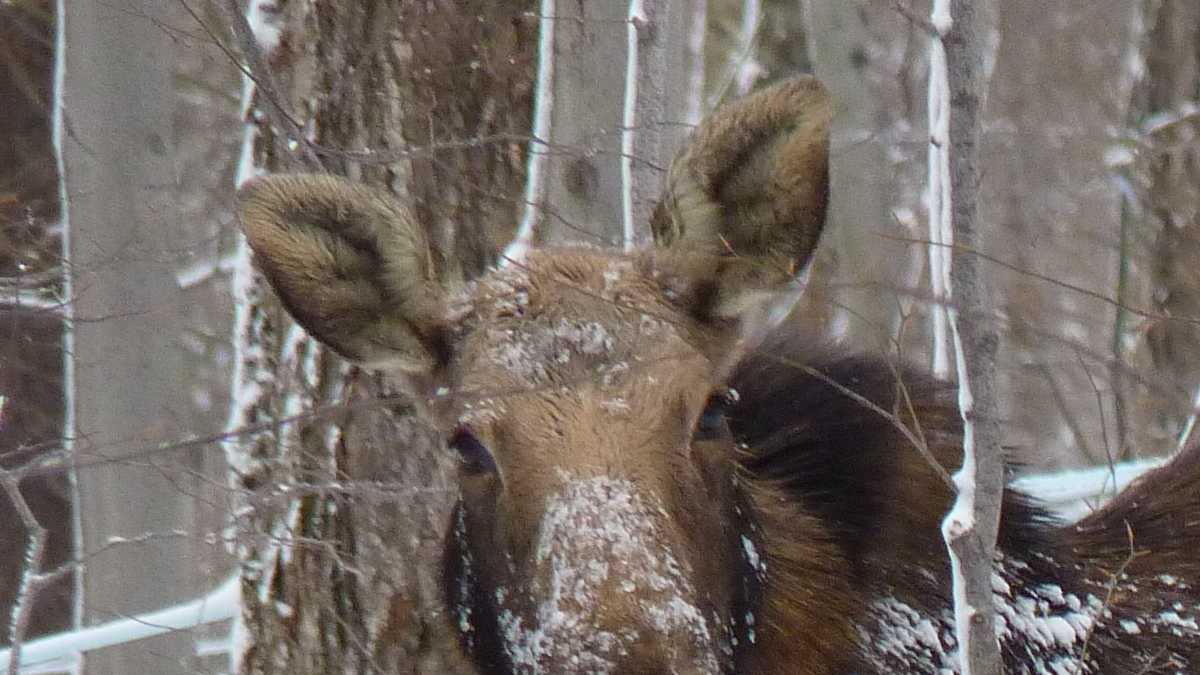 Amazing u local moose photos