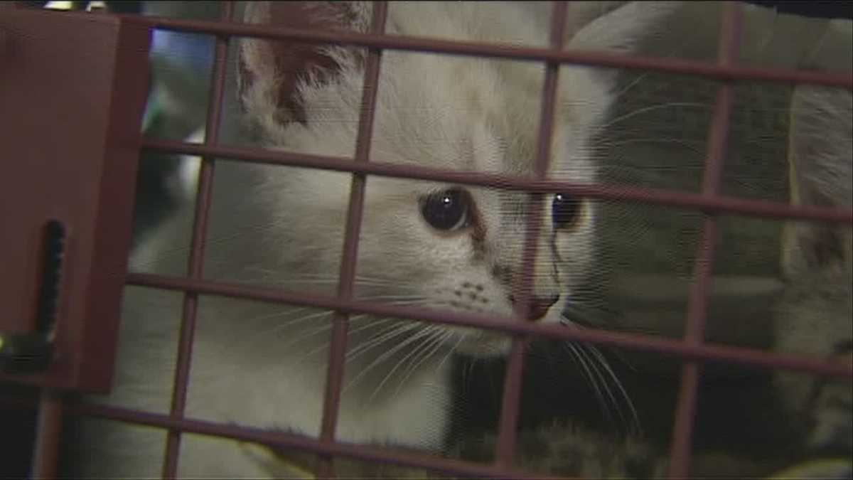 Health concerns after kittens are rescued from alleged meth house