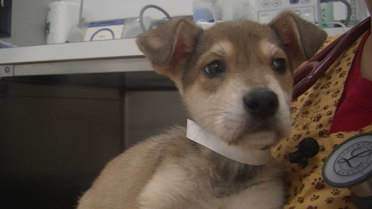 Search continues for 5 missing puppies