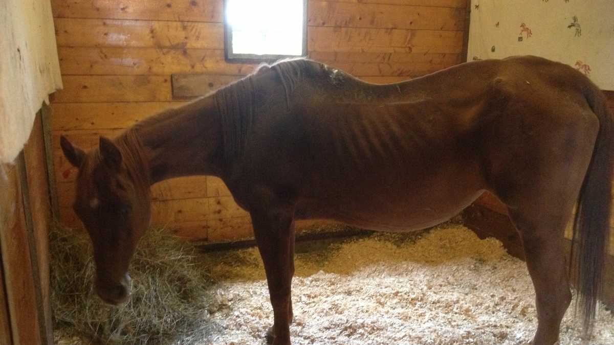 Photos: Severely emaciated horse surrendered by owners
