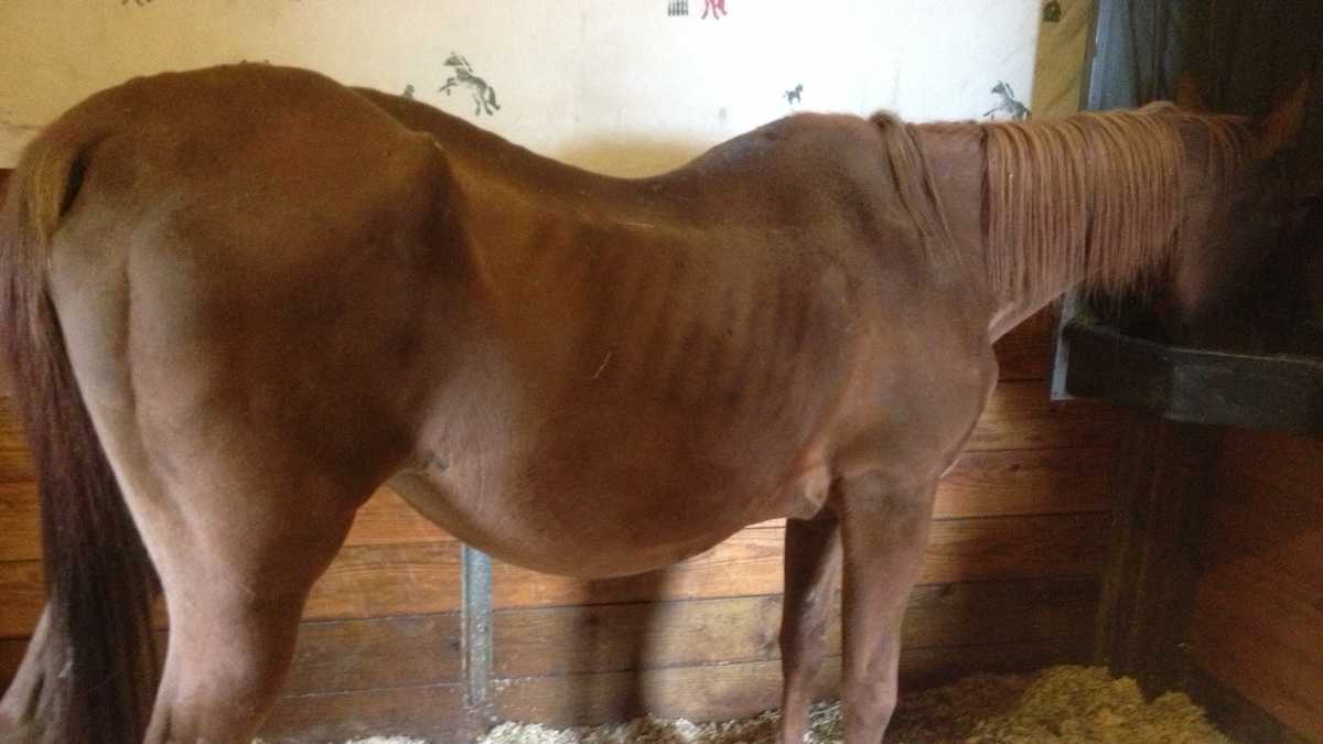 Photos: Severely emaciated horse surrendered by owners