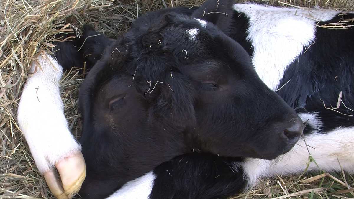 PHOTOS: Two-headed calf born on Vermont farm